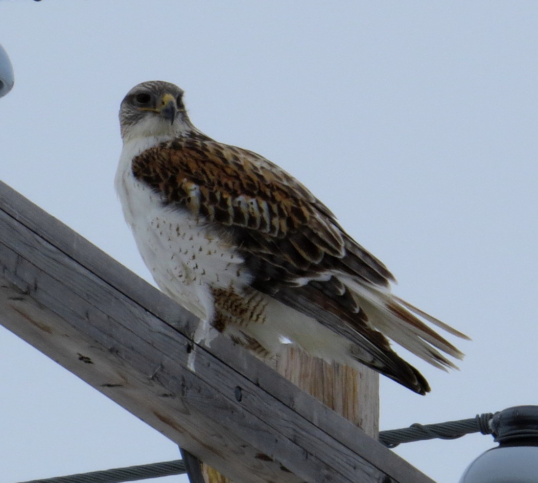 Still Life With Birder: Ferruginous Hawk