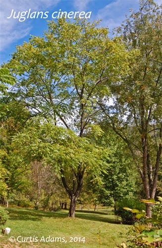 Native Plants with Adams Garden: Butternut Harvesting