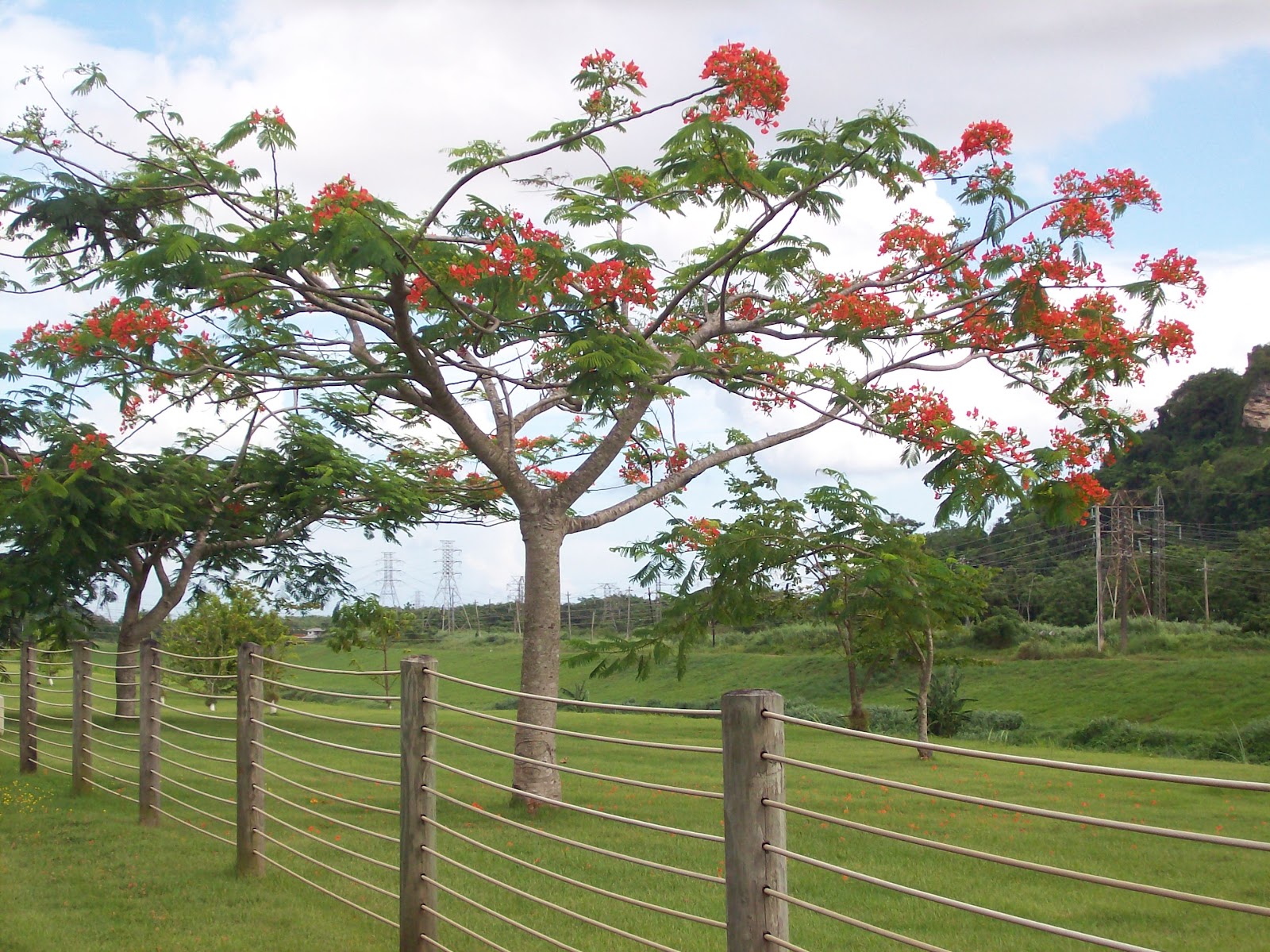 Adventures In Paradise : Paseo Lineal Del Rio Bayamon, Puerto Rico