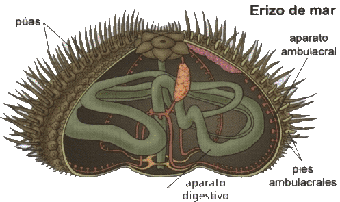 El ojo del buitre: Erizo de mar (Sphaerechinus granularis)