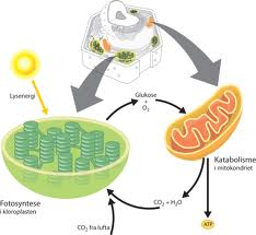 BIOLOGI BERBAGI: METABOLISME SEL