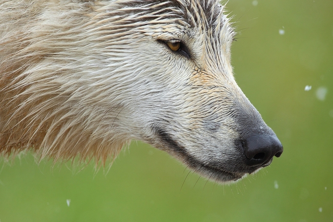 White Wolf : Canadian Photographer Captures Treasures of the Boreal ...