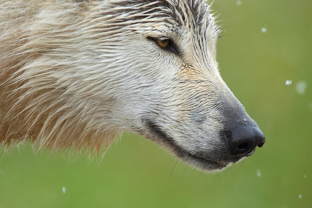 White Wolf : Canadian Photographer Captures Treasures of the Boreal ...