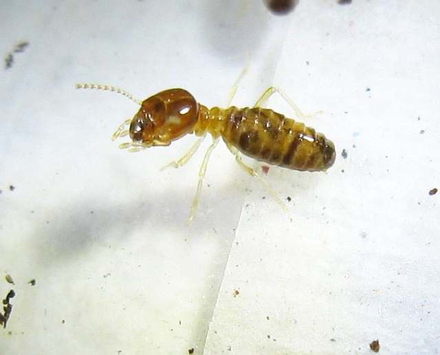 Photos and Info on Ants and Termites of Malaysia: Bulbitermes