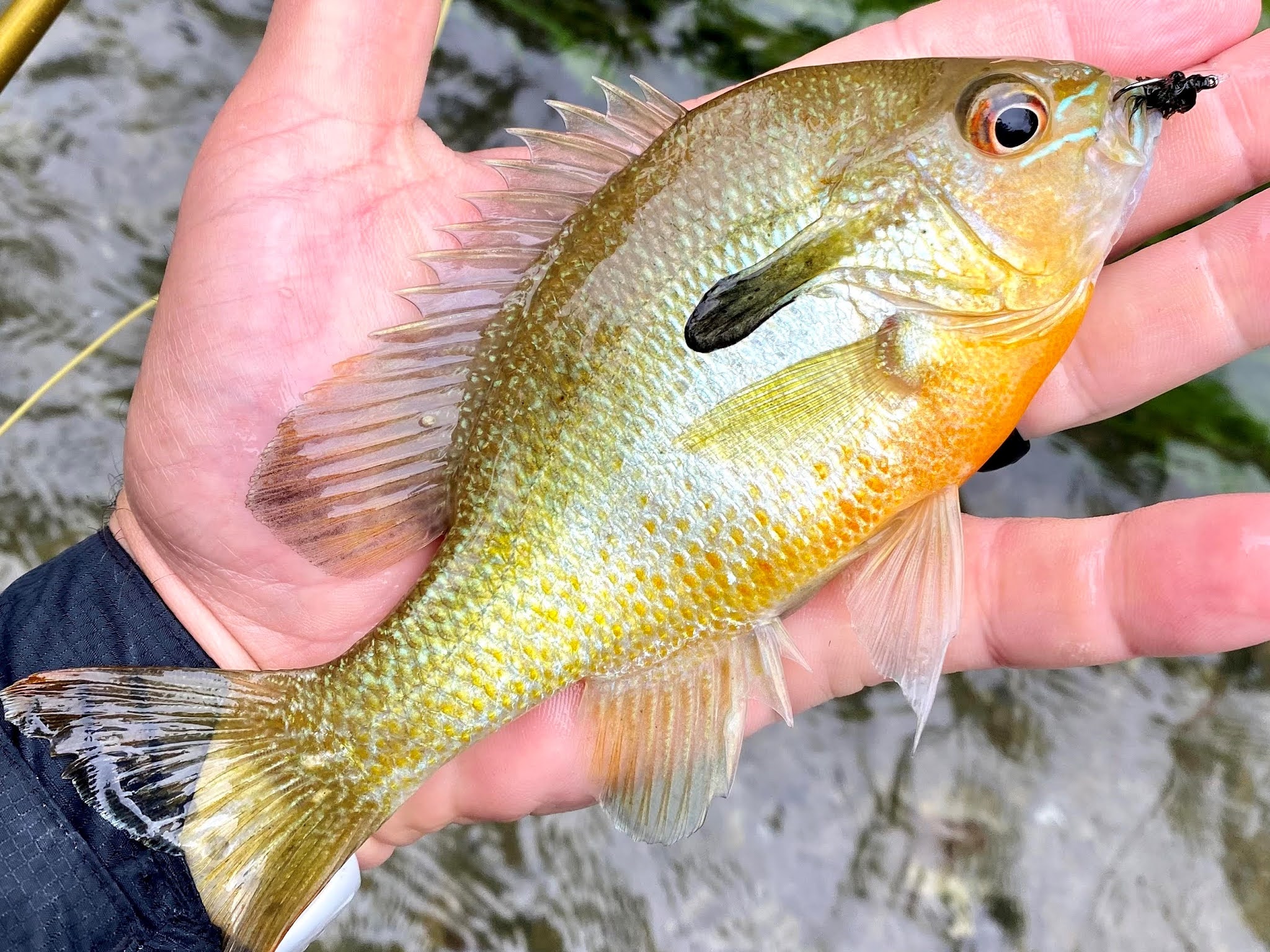 Redbreast Sunfish