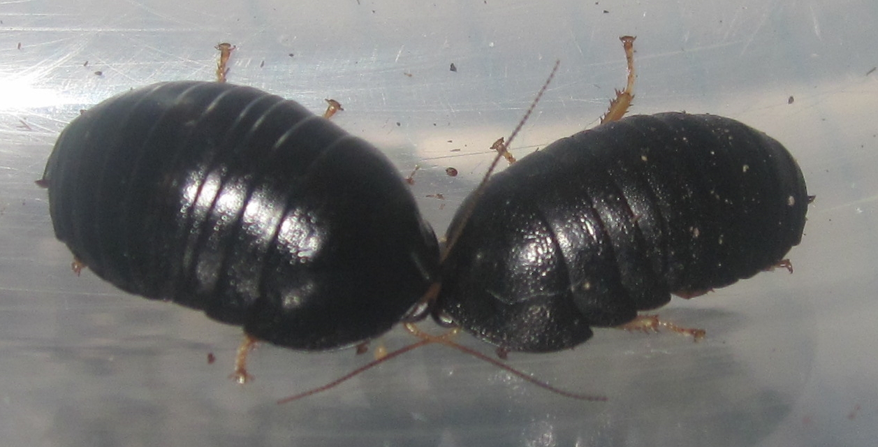 Invertebrate Dude: Perisphaerus punctatus: New Roly Poly Roaches!!!