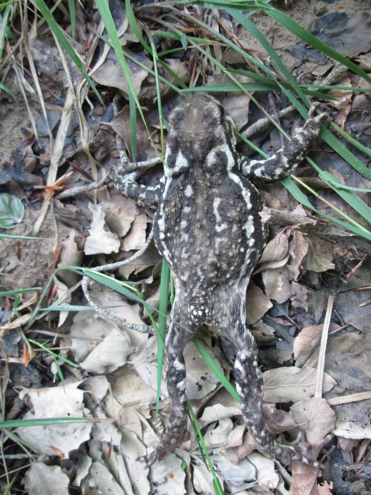 eresfea: Sapo estirado