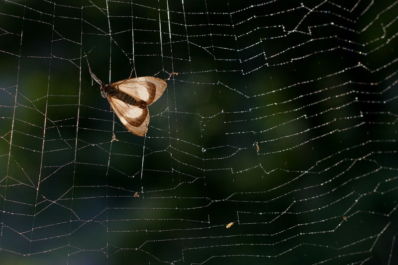 ZieLa: Kabus Di Perbukitan-SINOPSIS [bab demi bab]