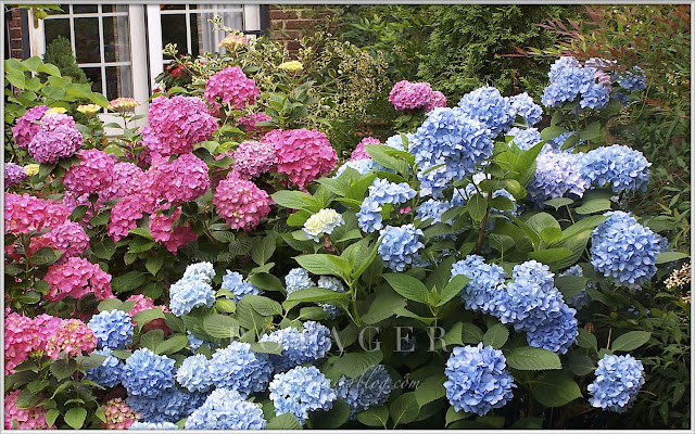 P O T A G E R: Propagating Hydrangeas from Rooted Cuttings
