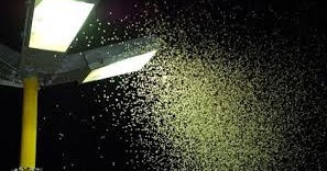 Why are bugs attracted to light?