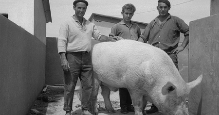 The Beret Project: Basque Pig (Euskal Txerri / Pie Noir du Pays Basque)