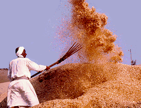 Our Lady of Mount Carmel, Mill Valley: What does your winnowing fan ...