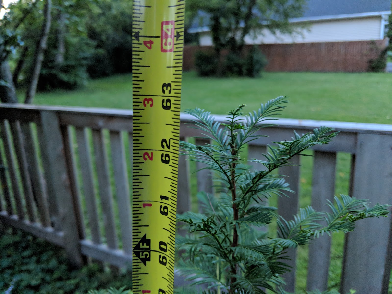 Two More Tree Heights In Tree Inventory two-more-tree-heights-in-tree-inventory