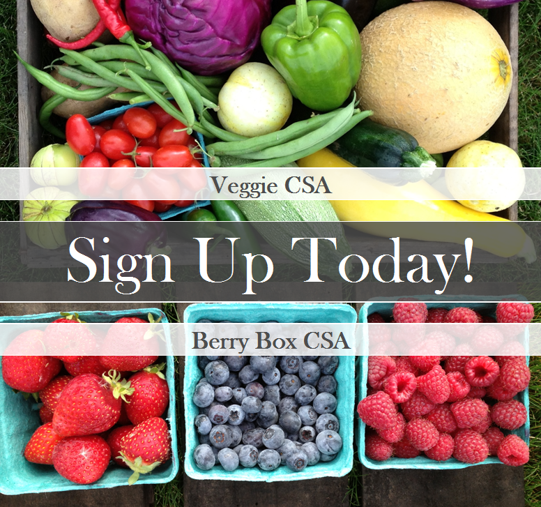 The Farmers Daughter