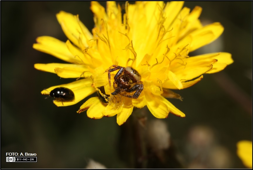 FAUNA AUXILIAR: FAMILIA THOMISIDAE