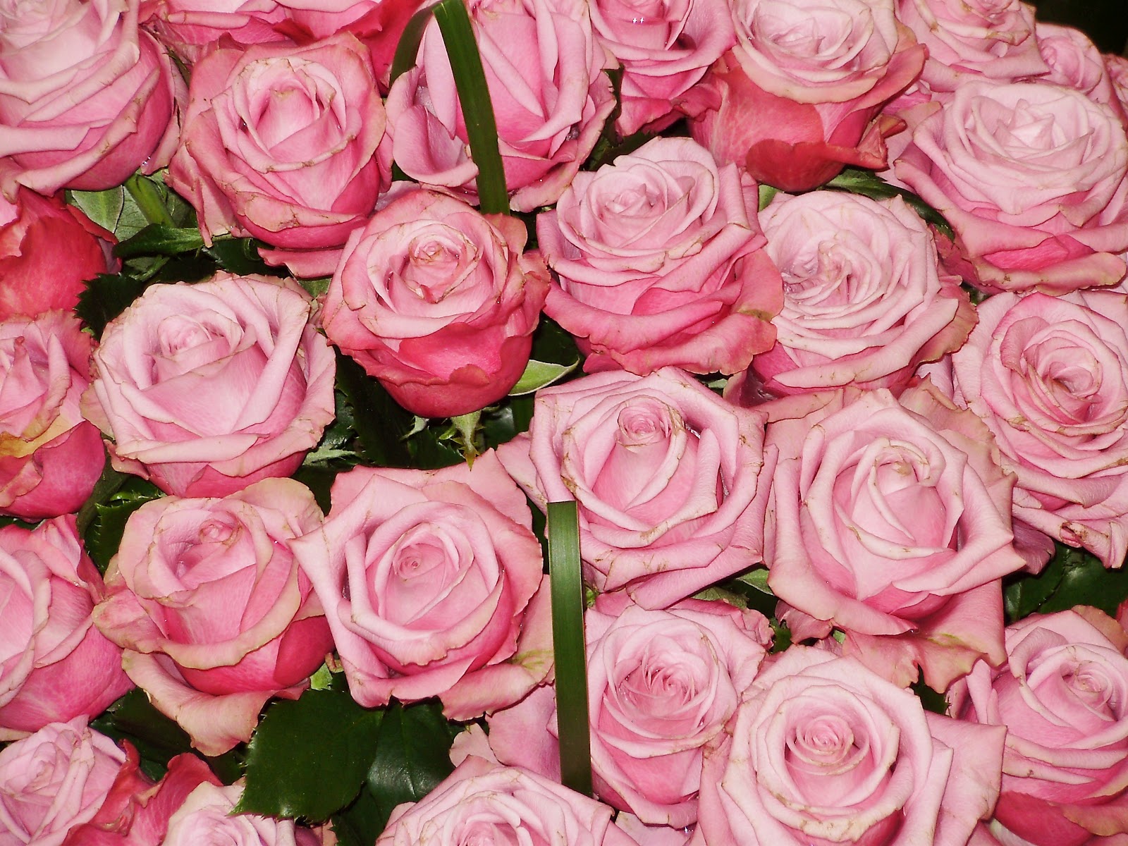 DK's Craft Café: Happy Easter! Roses for You :)