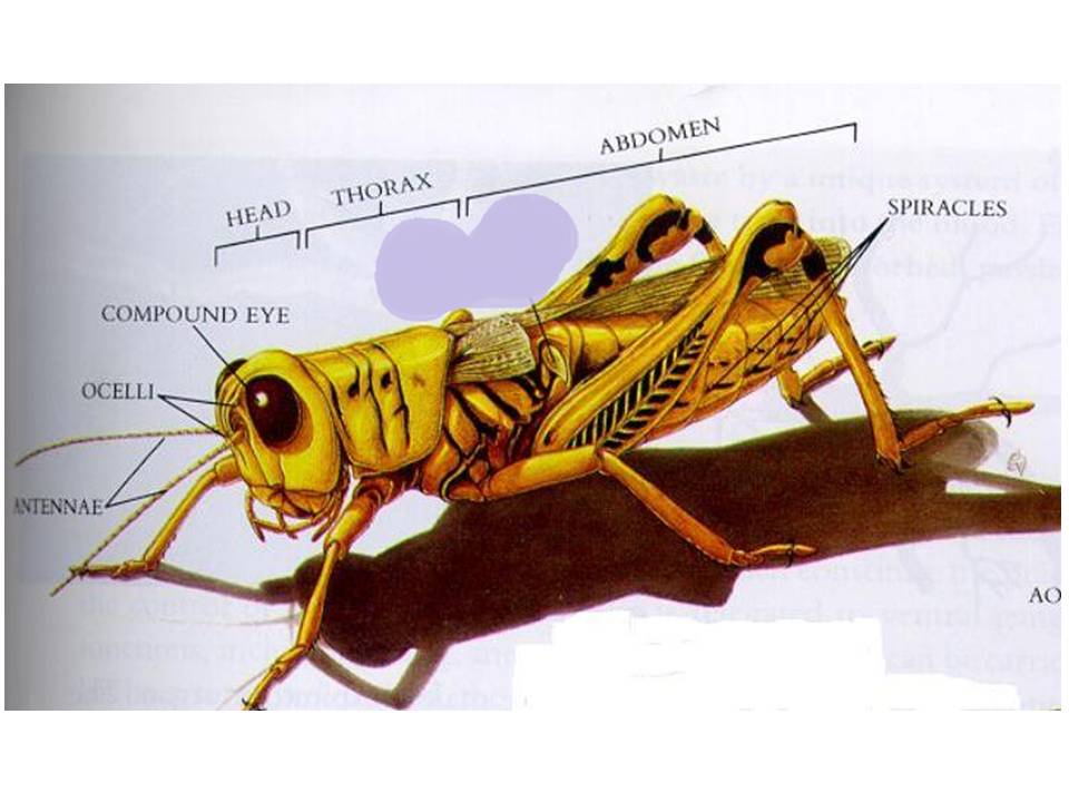 2. External Morphology of an Insect
