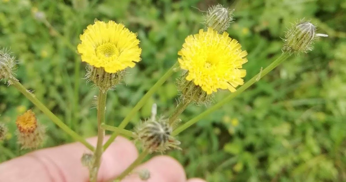 Flora Nativa de Entre Ríos
