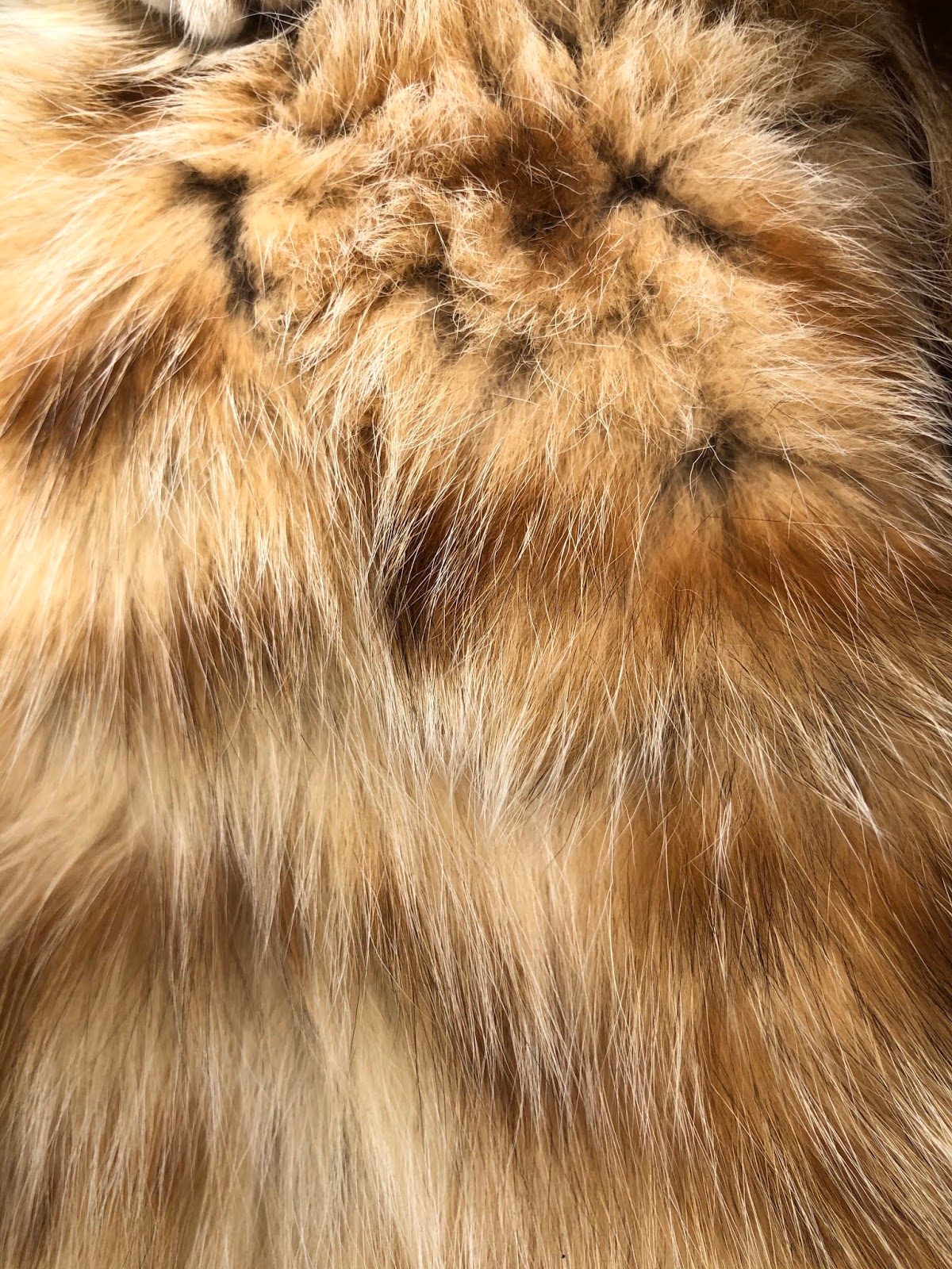 Eastside Cats: Tabby Fur