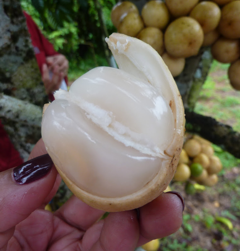 reginanewportfoodblog: LANZONES, the fruit for the gods!