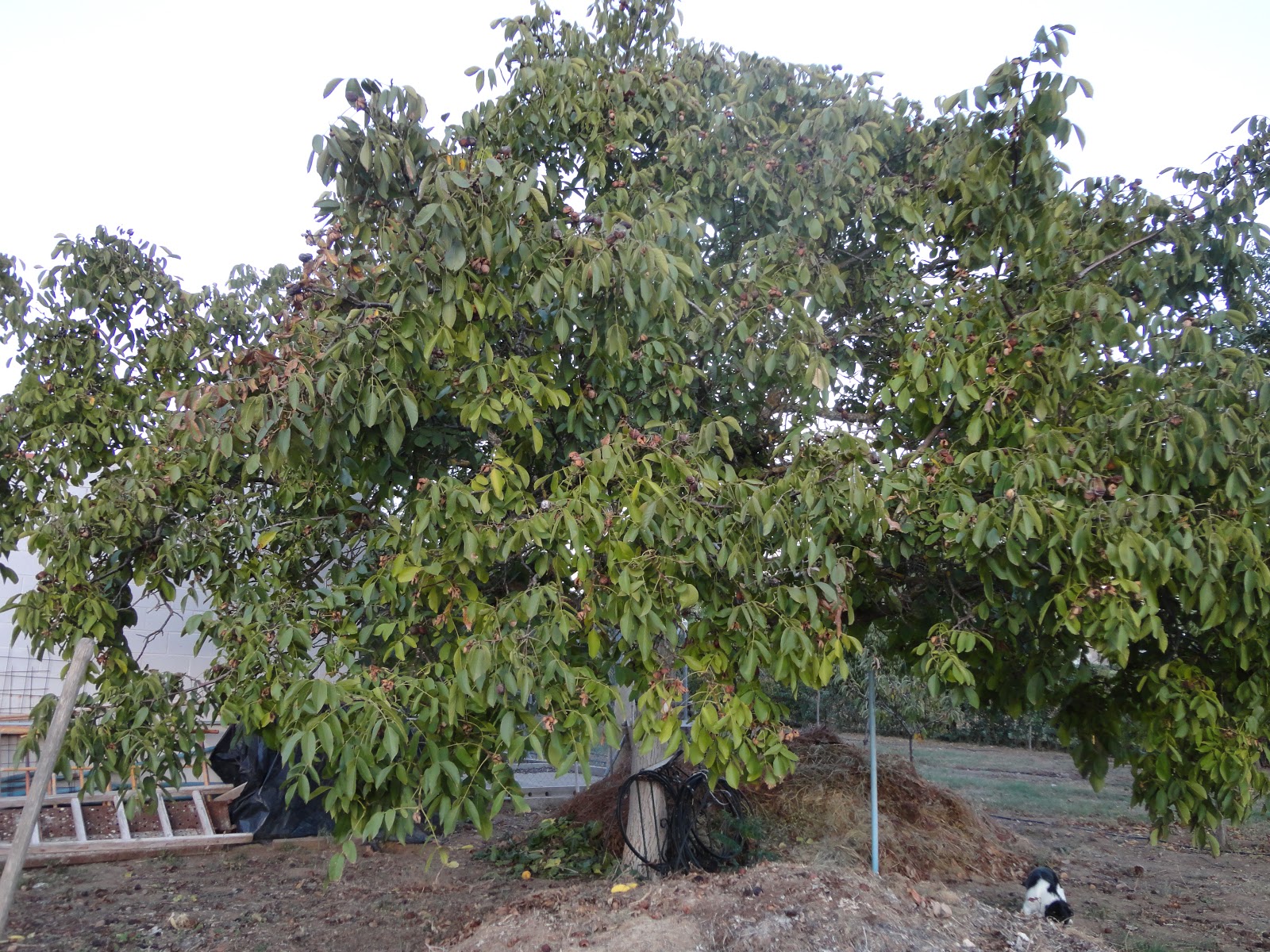 El Terrao - Dos urbanitas en el campo: NOGALES Y NUECES EN OTOÑO.