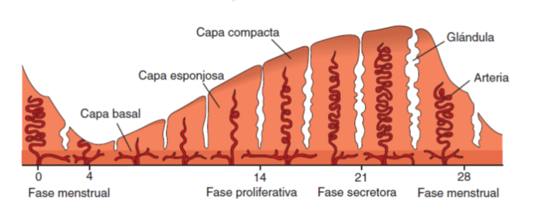 MEDICINA : TERCER CAPITULO DE EMBRIOLOGÍA.