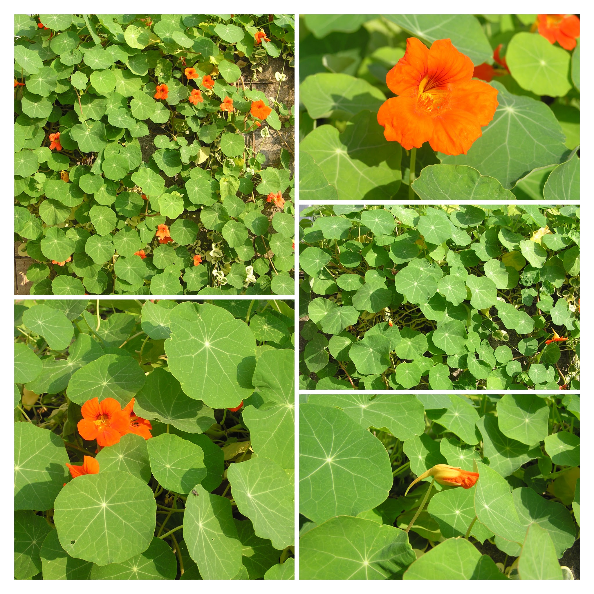 Stara vrtlarica: Dragoljub