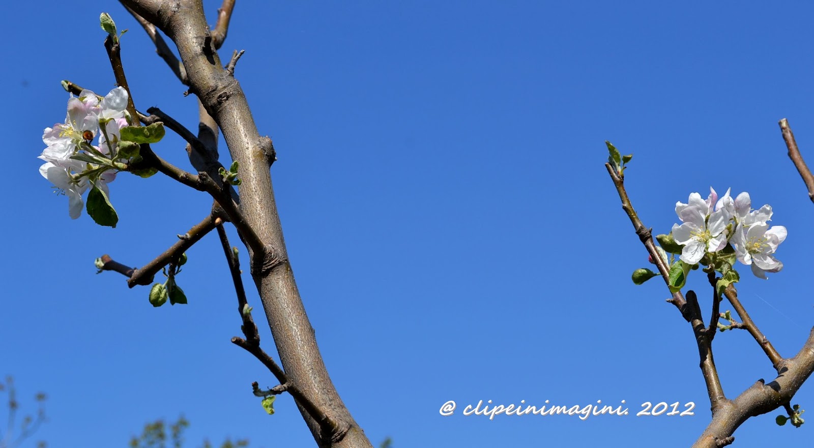 CLIPE IN IMAGINI: Flori de mar