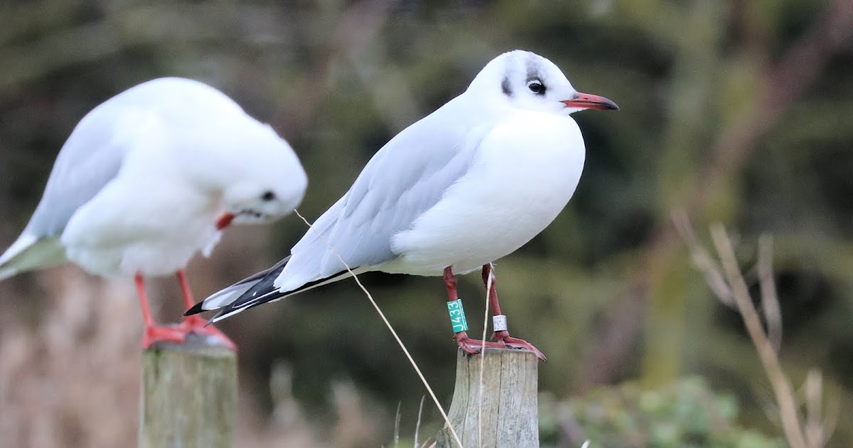 Cholsey Wildlife: Norwegian Gull In Benson
