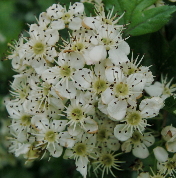Karins foto och funderingar: Rotskott med överraskning