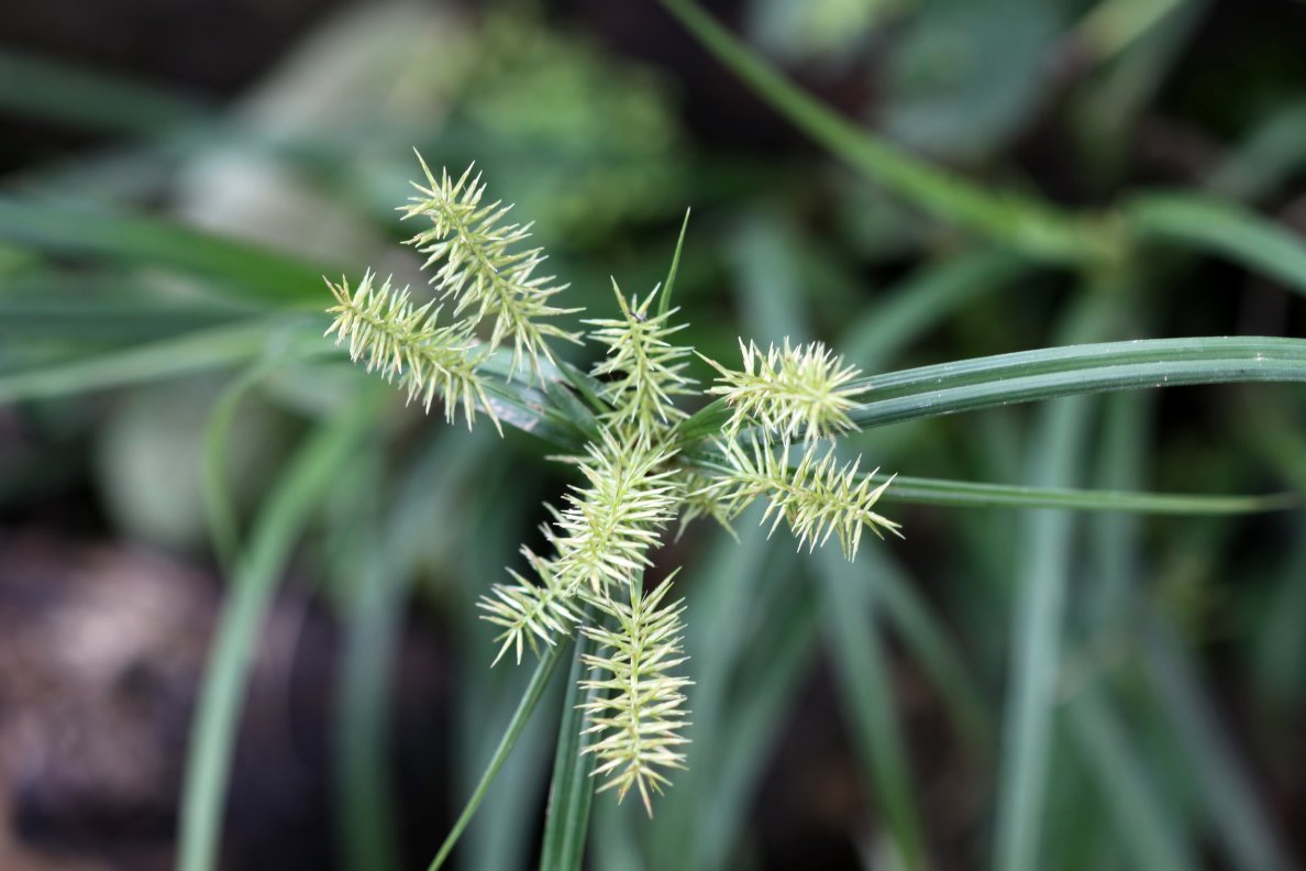 PLANT FAMILIES OF PUERTO RICO AND FLORIDA PAPO VIVES: CYPERACEAE SERIE ...
