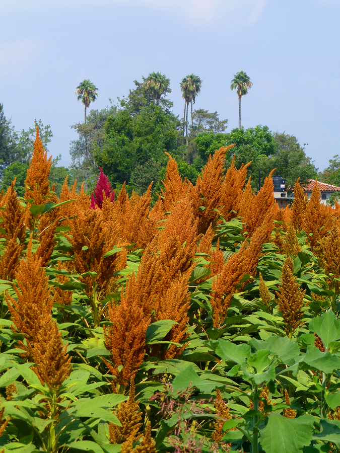 Oaxaca-The Year After: Amaranth - Prehispanic Grain