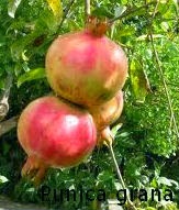 Herbal plants of Sri Lanka: Plant for health and beauty