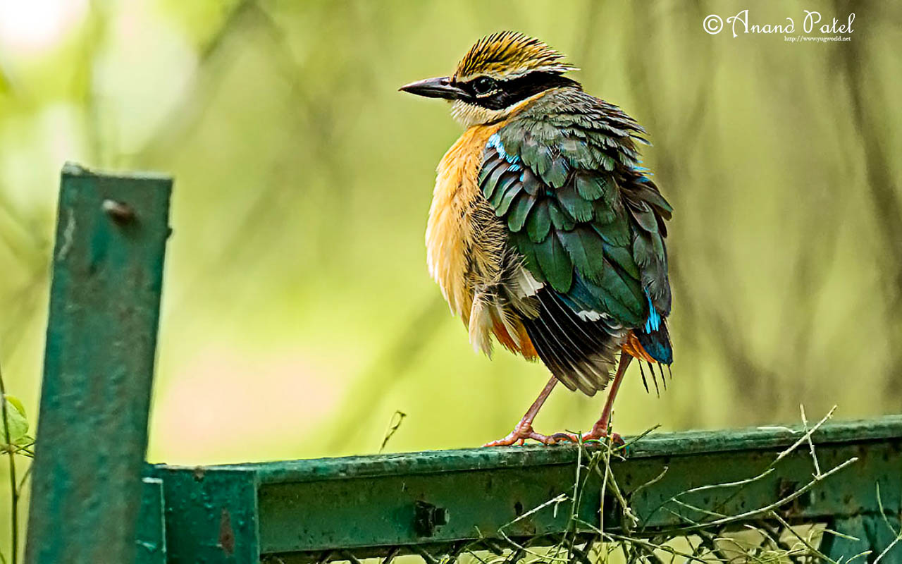 Indian Pitta | YuGWoRLD