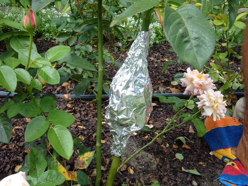 The Minnesota Rose Gardener: Propagating Roses by Air Layering- North ...