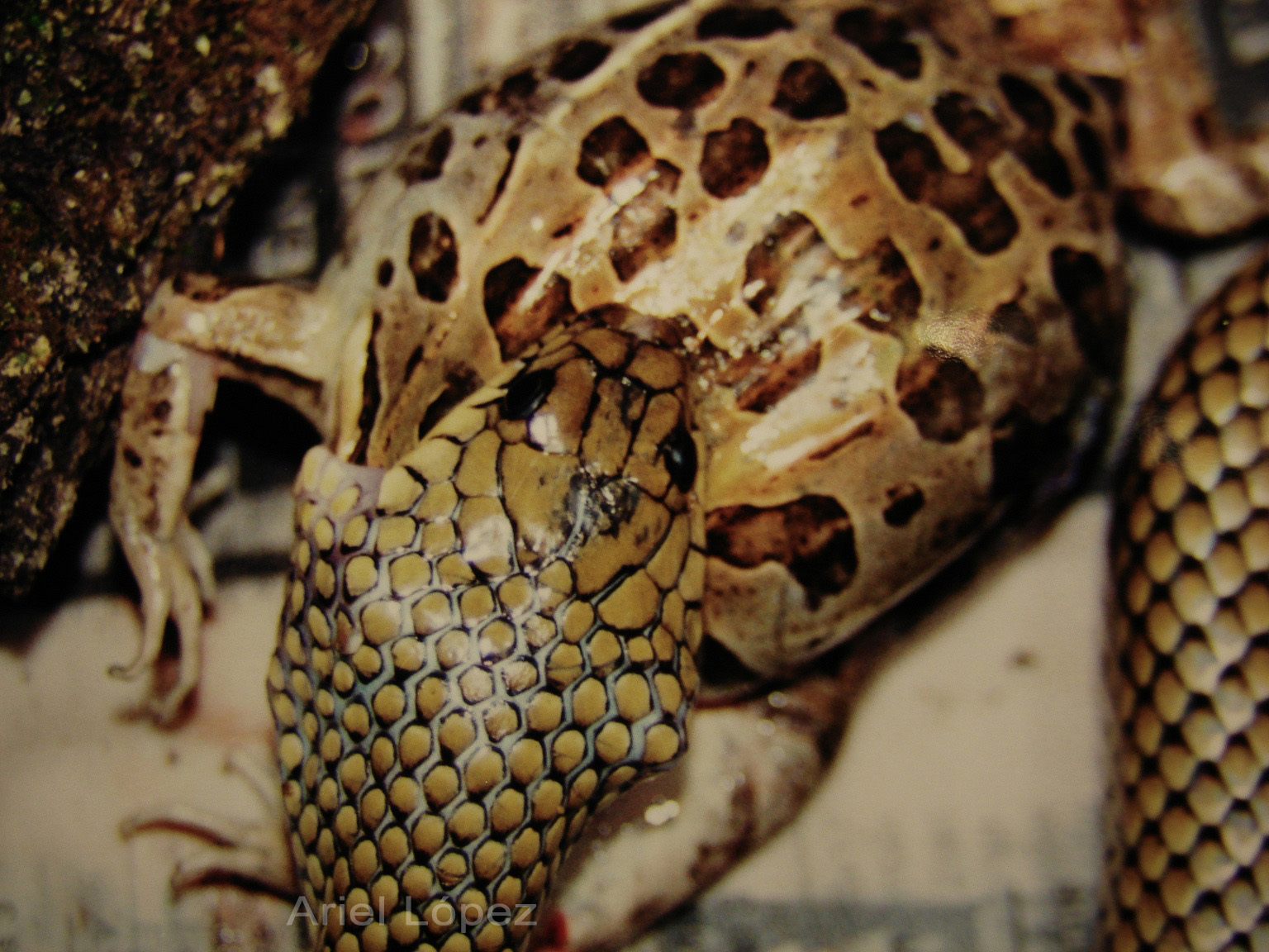 Herpetozona: Anfibios