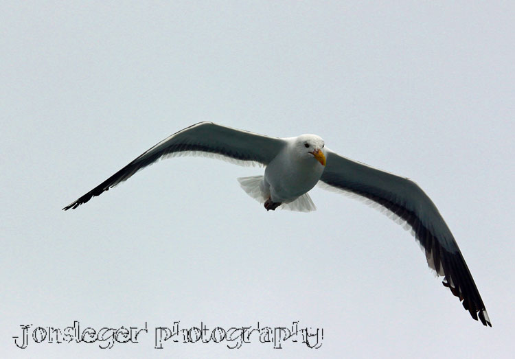 Northern Illinois Birder: Anacapa Island Birds - Channel Islands ...