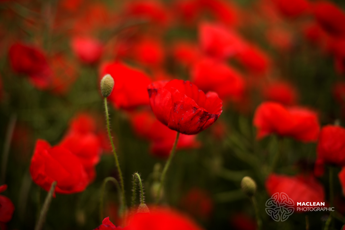 French Poppy Field