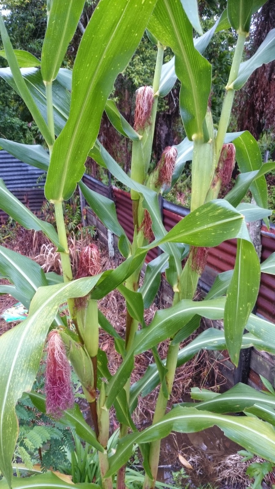 MENUAI BUAH JAGUNG PULUT MUSIM PERTAMA DI KBR - Rangkuman Cara Bertanam ...