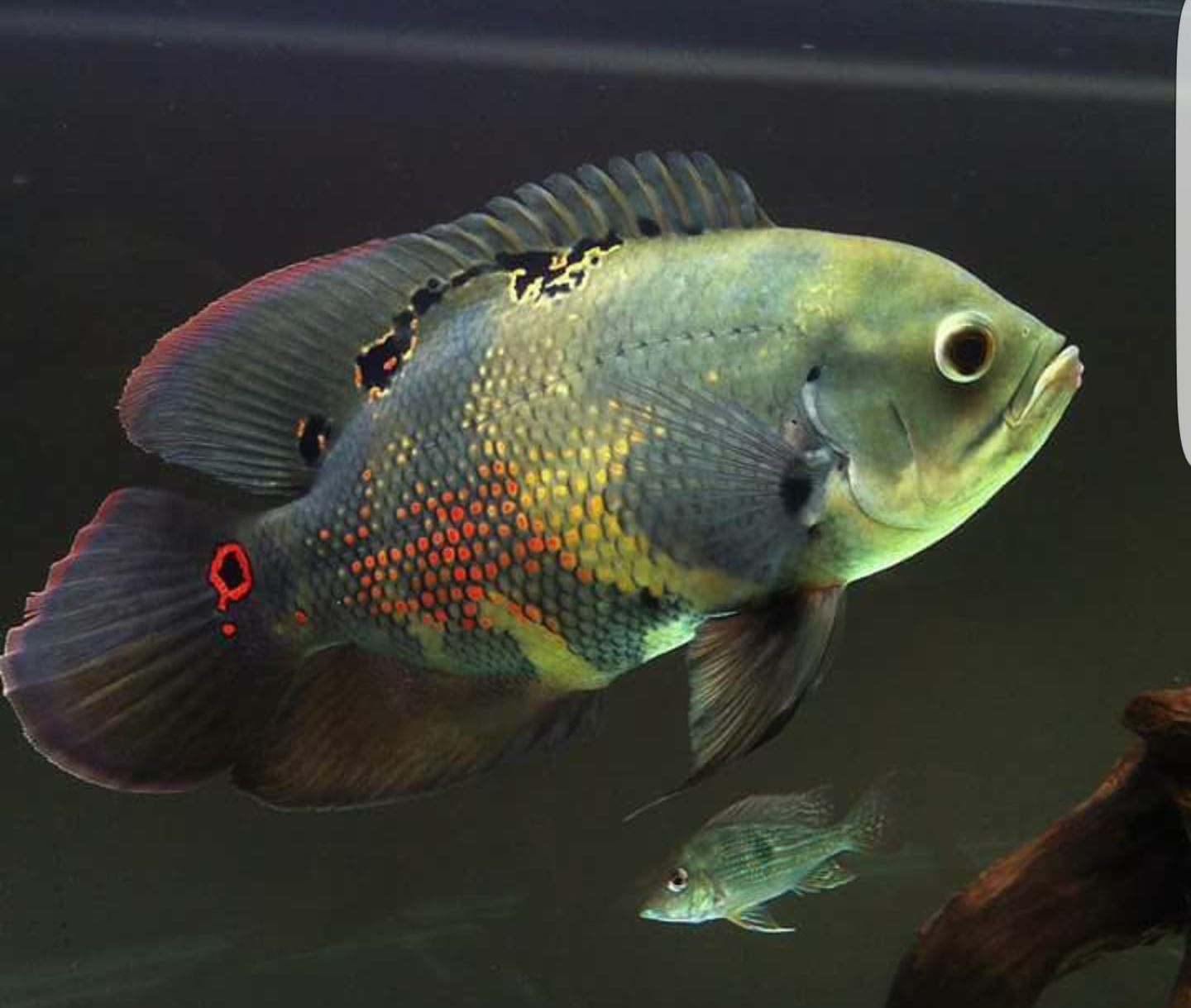 6 Ikan Predator Air Tawar Tipe Tengah Yang Populer - Nakama Aquatics