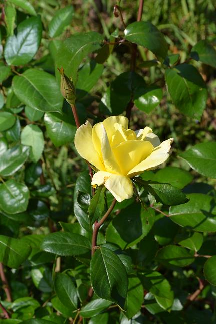 Buchetul miresei: august 2012