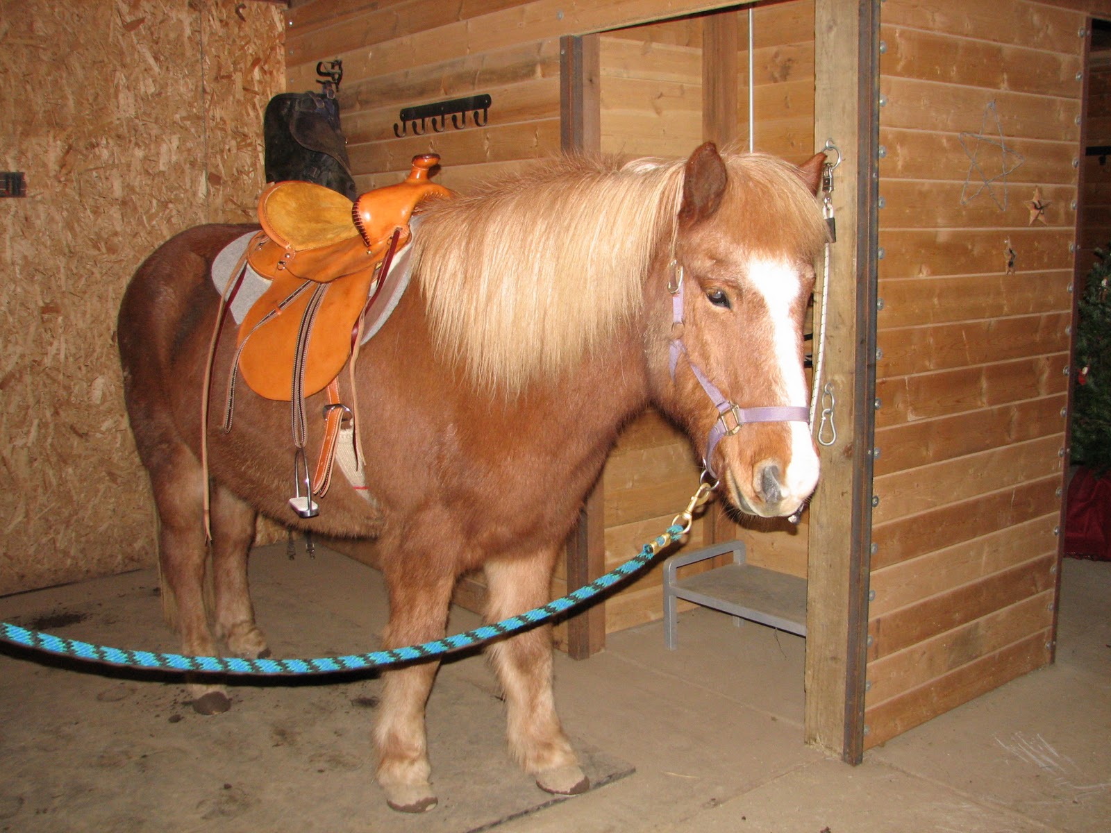 View topic - ~ Midnight Stables ~ Horse and human RP~ Always Accepting ...