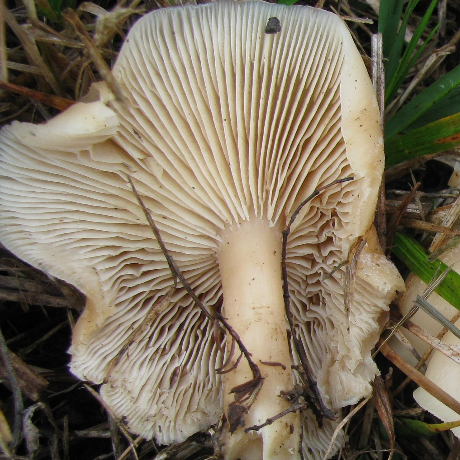 Guía de Setas y Hongos de Navarra.: Clitocybe dealbata (Sow ex Fr)Kum