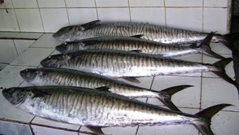 Top 10 Fishes You Can Buy in Philippine Markets | Most Beautiful