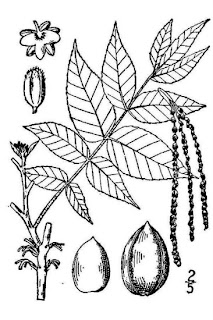 La Pecana: " PeCaNa".........................Deliciosas