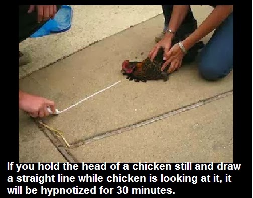 Did you know that If you hold the head of a chicken still and draw a ...