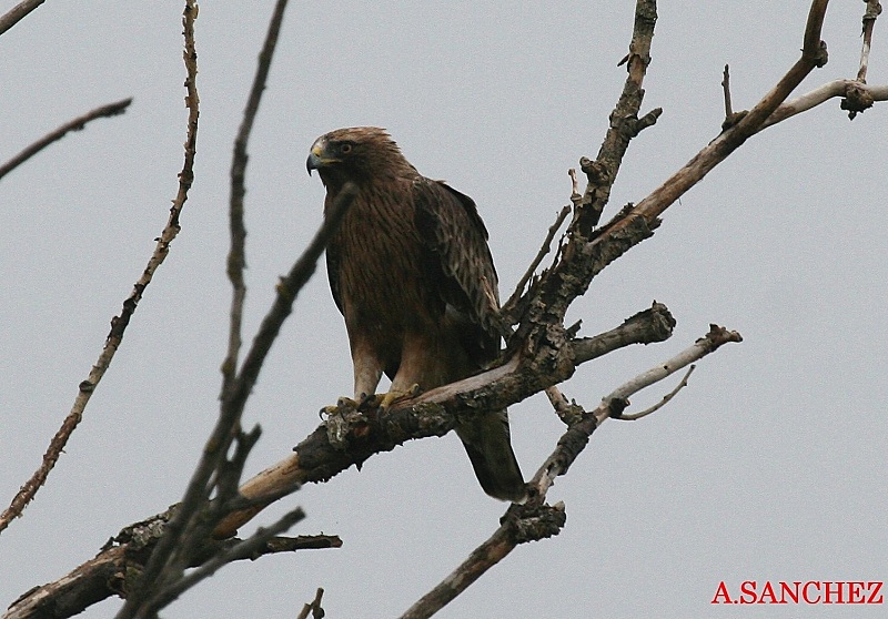 Aves de Aragón : Aguililla calzada