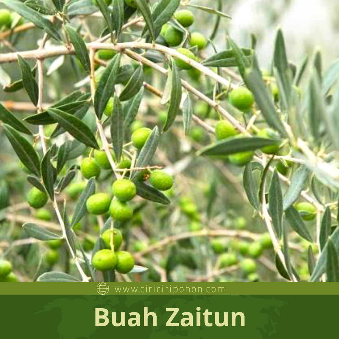 Pohon Zaitun Ternyata Bisa Tumbuh Di Indonesia