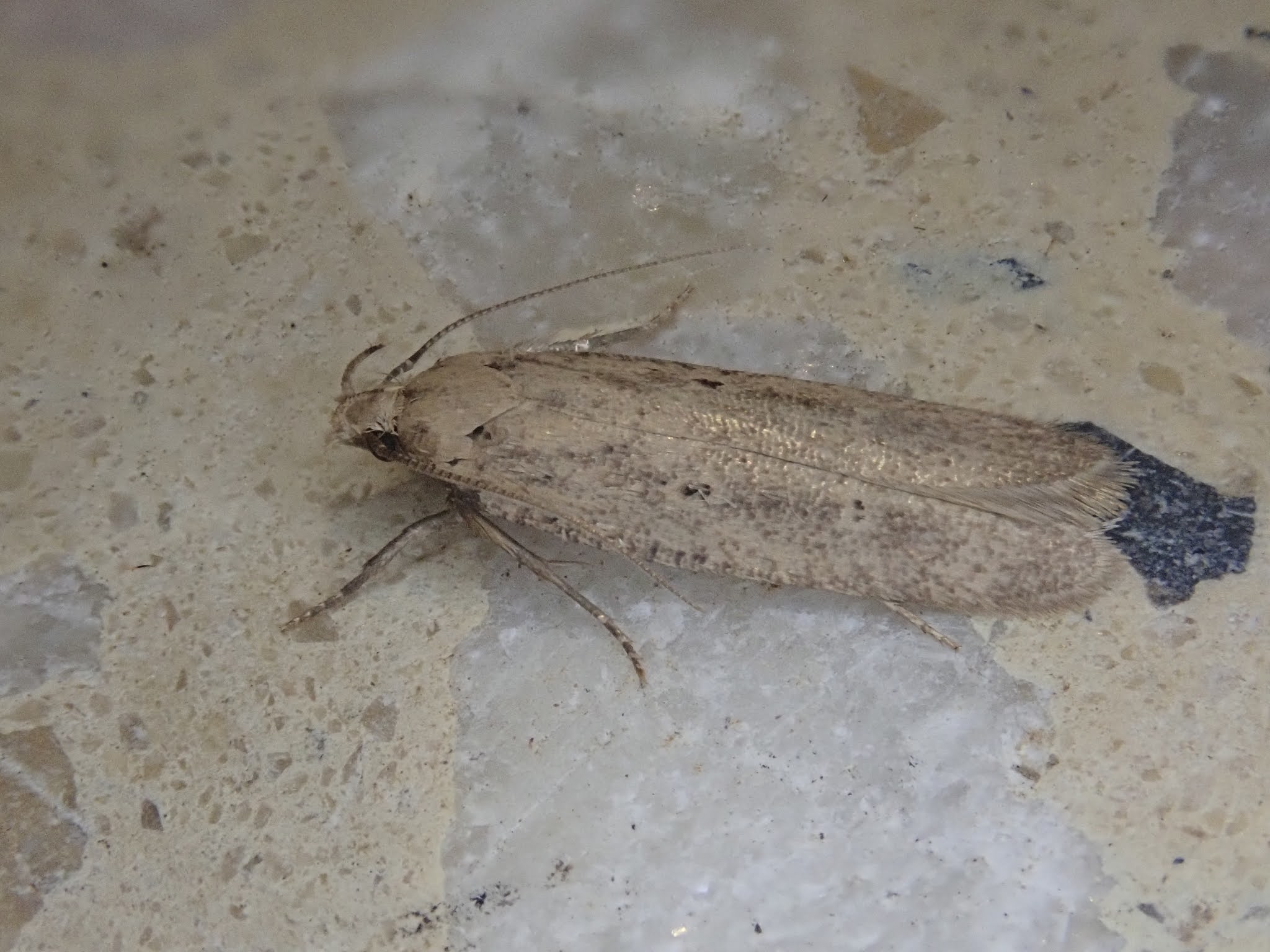 LEPIDOPTERA by Ed 3: Opogona omoscopa