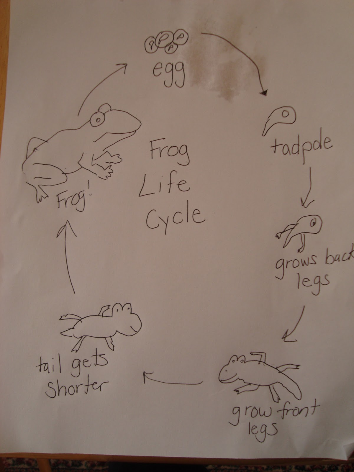 Preschool Mommy: Frogs - Day 2